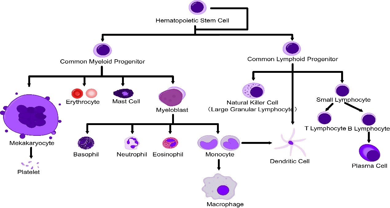 Phenotyping of Immune Cells in Blood
